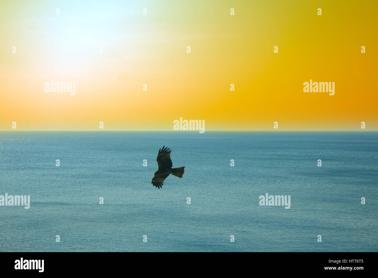The sea eagles. Kites over Indian ocean. Tropical sunset and quiet ...