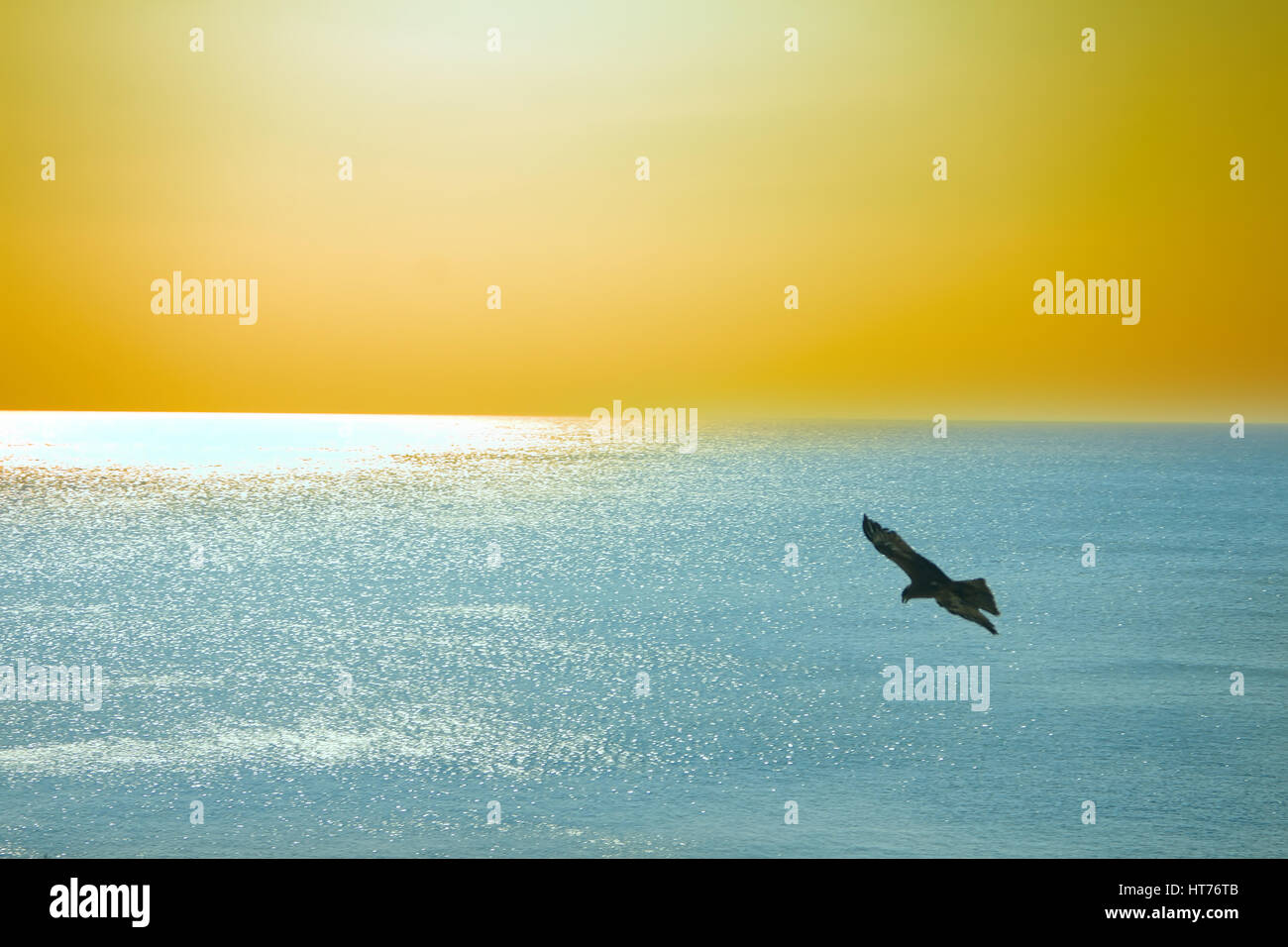 The sea eagles. Kites over Indian ocean. Tropical sunset and quiet ...