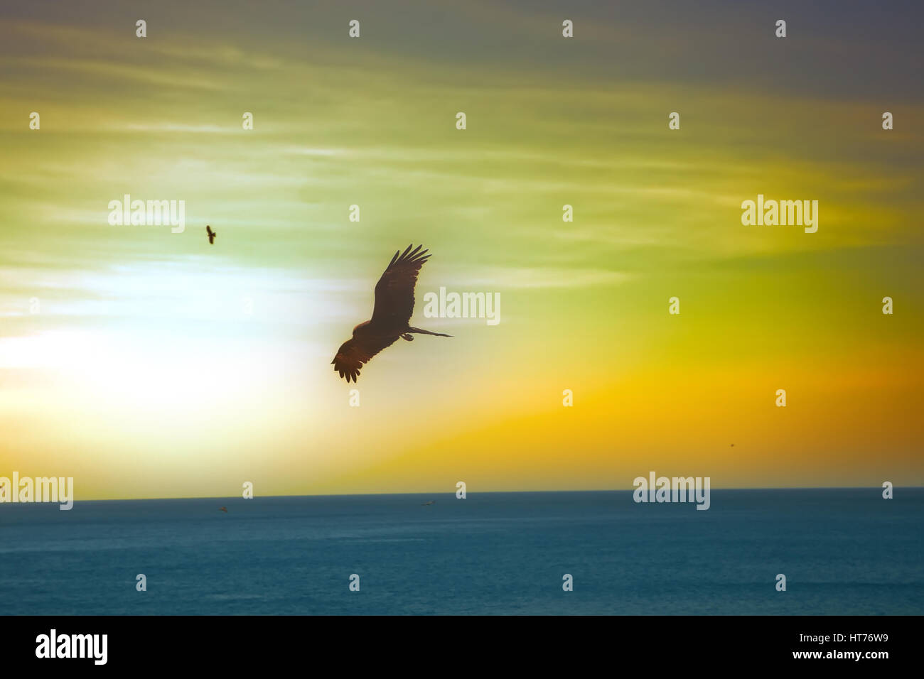 The sea eagles. Kites over Indian ocean. Tropical sunset and quiet ...