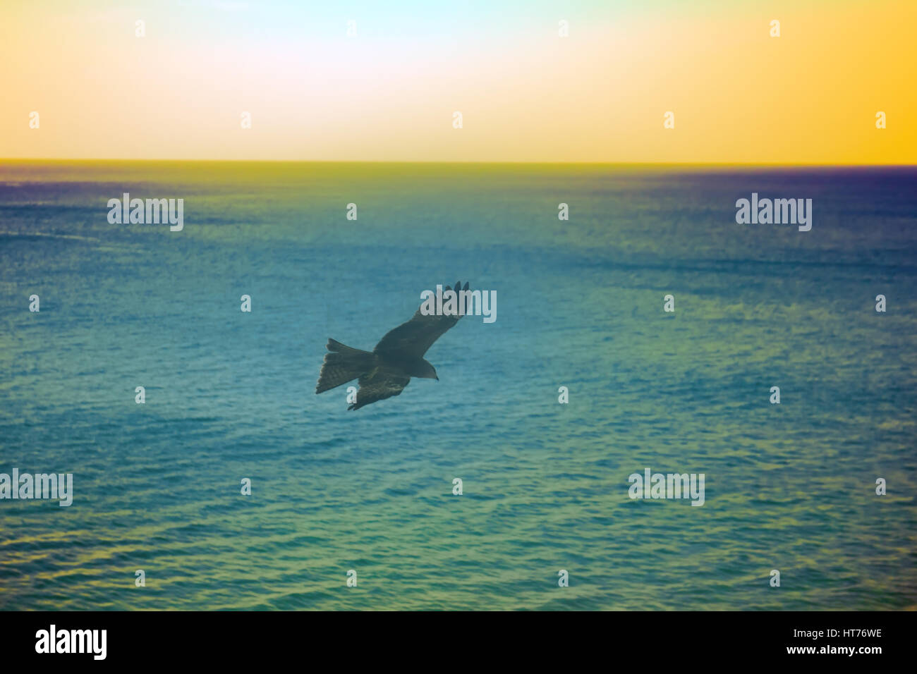 The sea eagles. Kites over Indian ocean. Tropical sunset and quiet ...