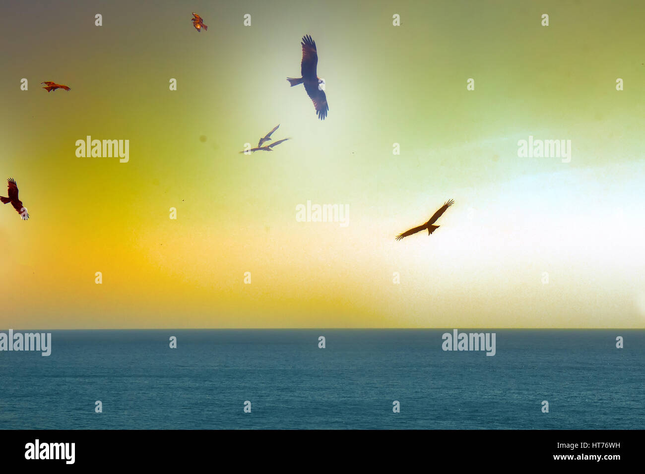 The sea eagles. Kites over Indian ocean. Tropical sunset and quiet ...