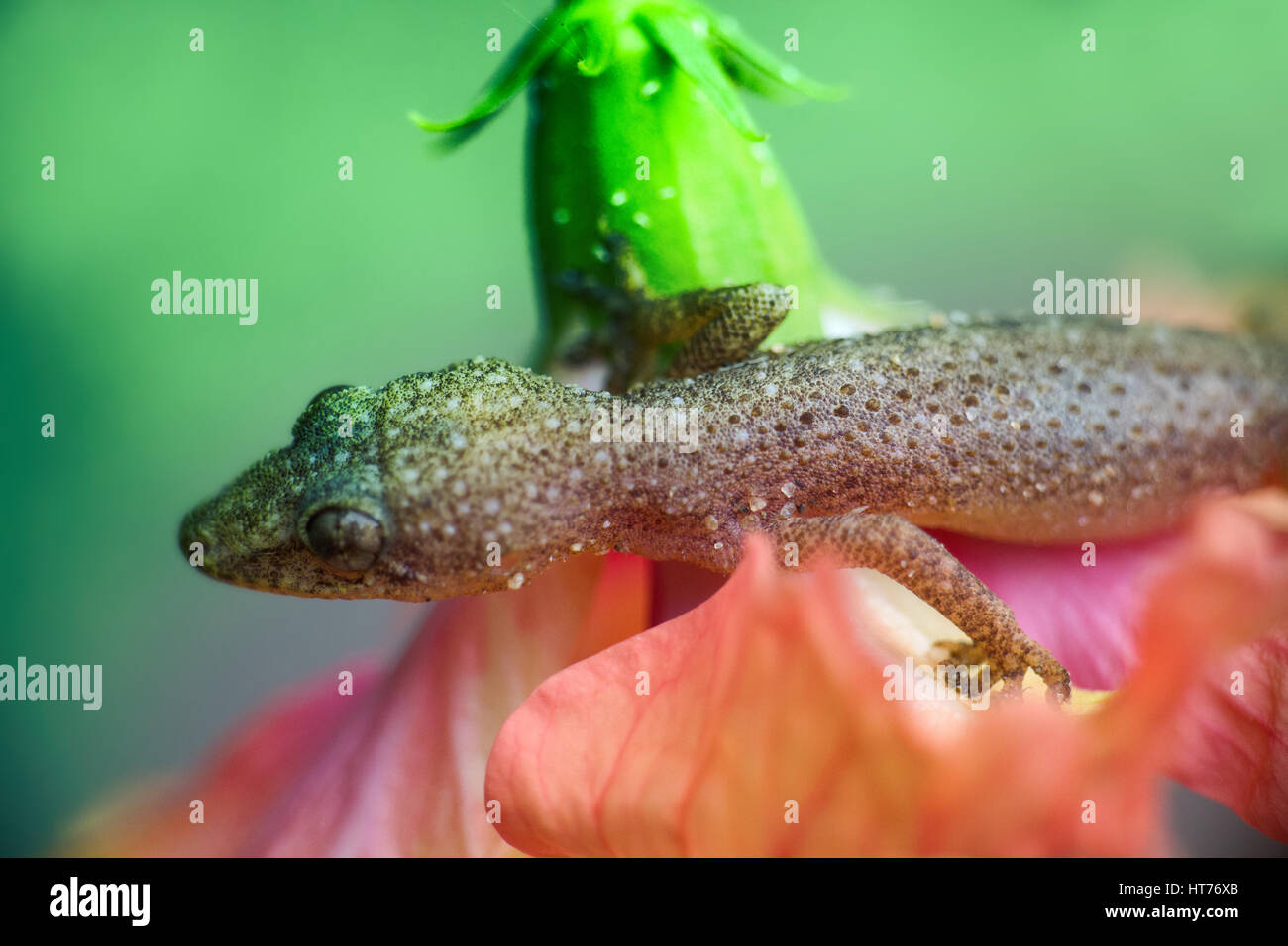 Animal portrait tropical house gecko hi-res stock photography and ...