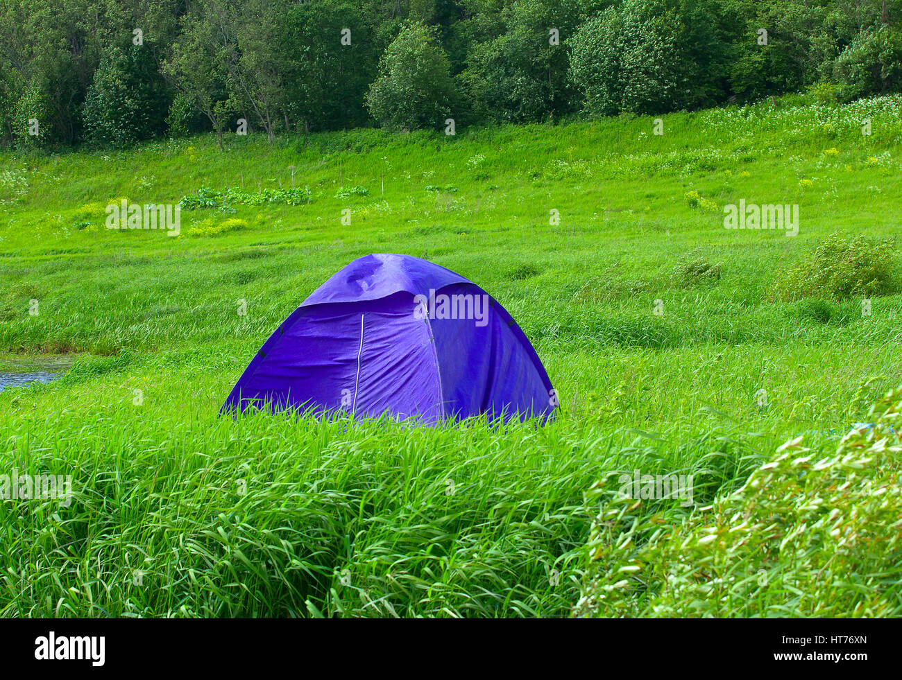 Blue tent set in meadow, at woodside, Hiking Stock Photo - Alamy