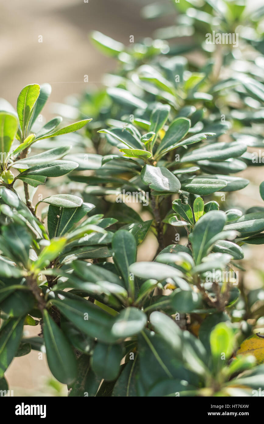 Spanish plants on a sunny day in a macro view Stock Photo - Alamy
