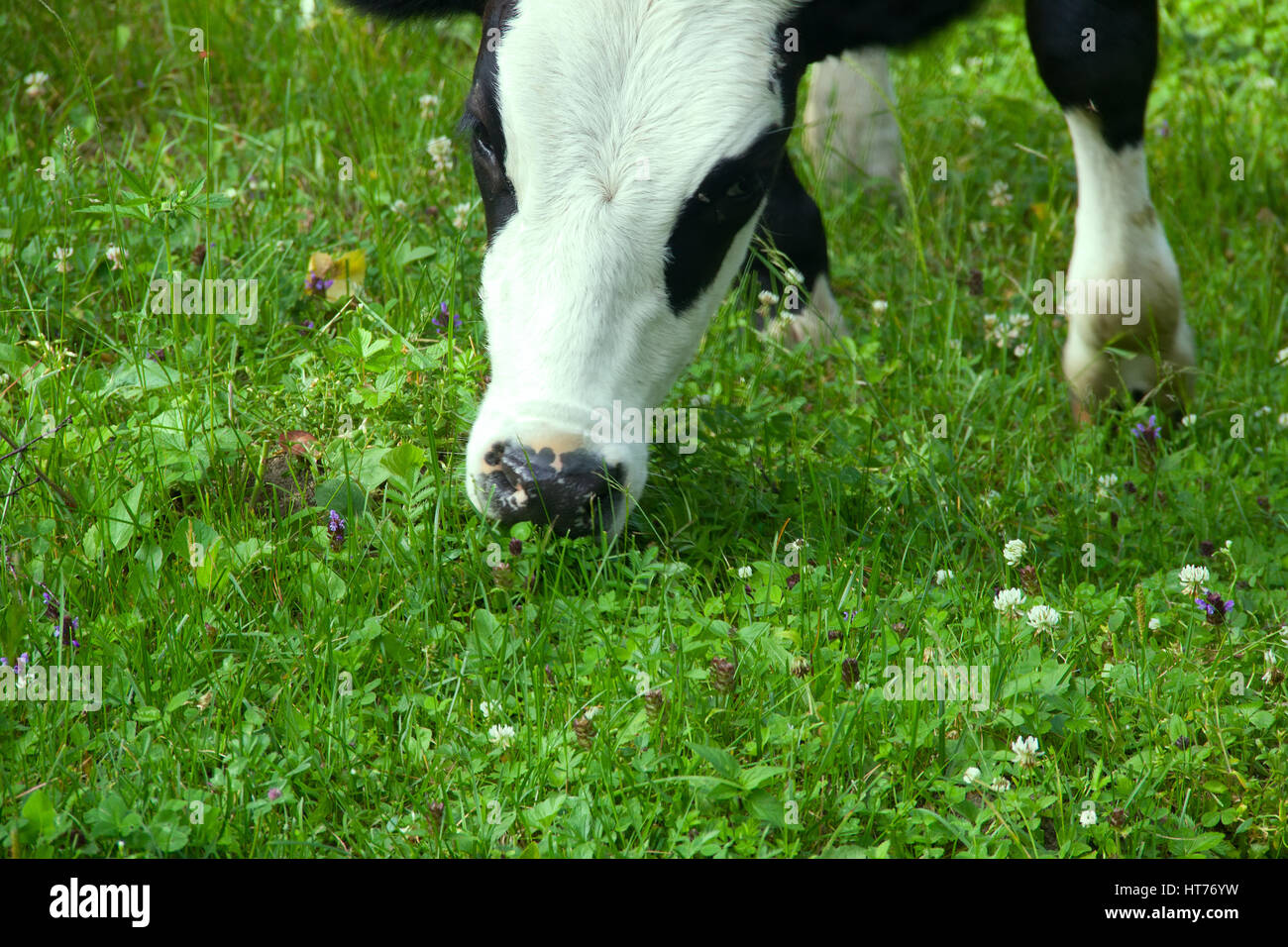 Fat heifer hi-res stock photography and images - Alamy