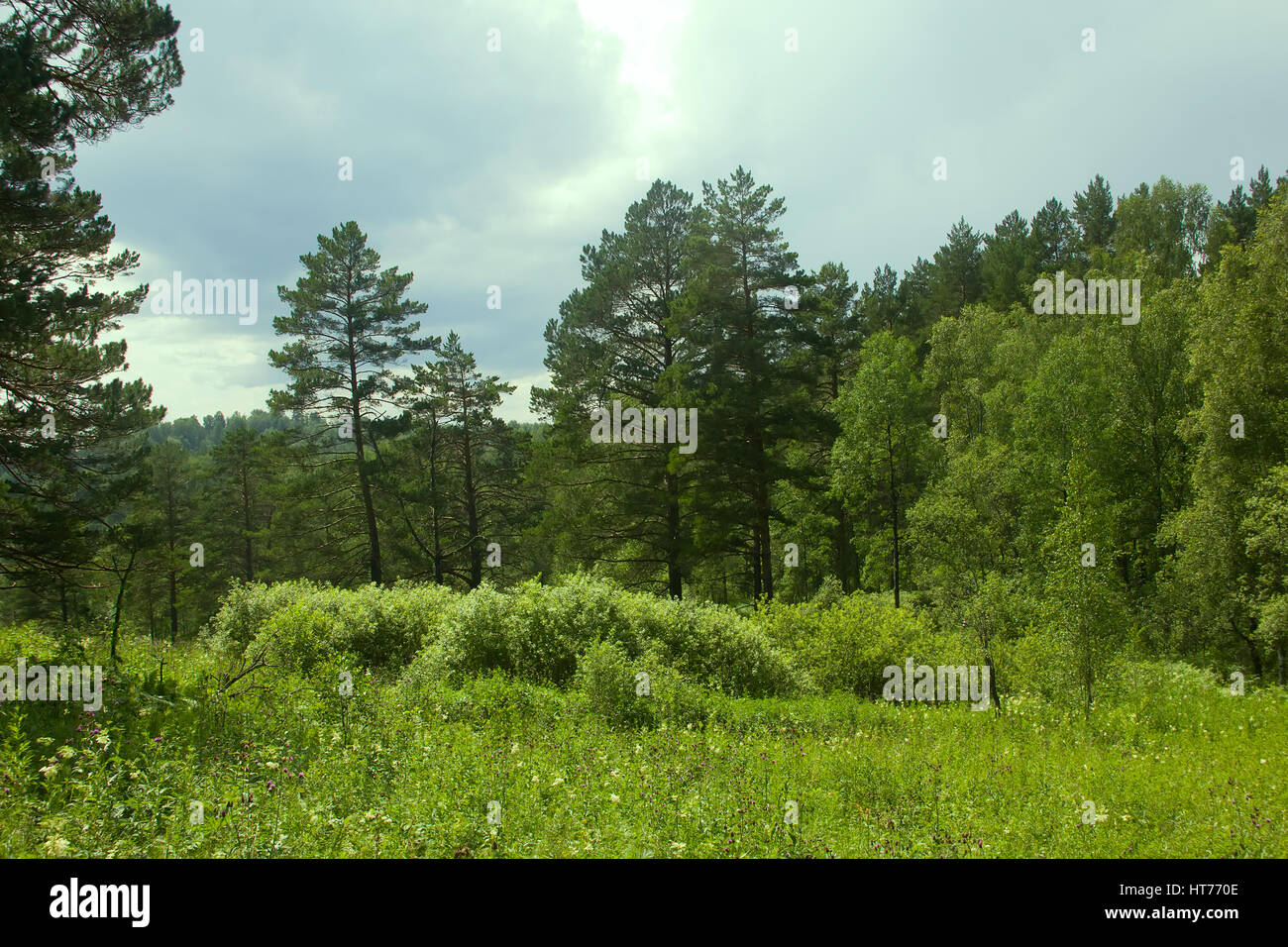 Altai trees up hi-res stock photography and images - Alamy