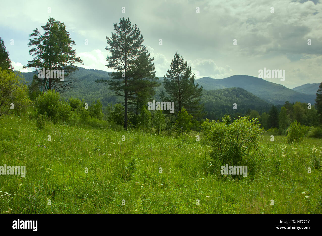 Summer mountains with trees. Altai green landscape Stock Photo - Alamy