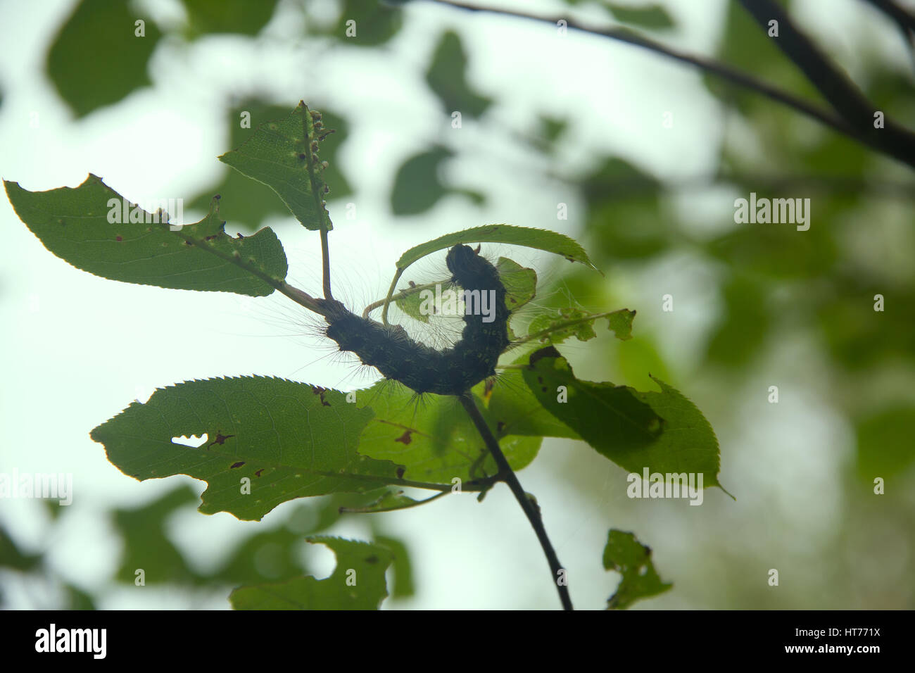 Lymantria dispar caterpillars at sunset. beautiful pest caterpillar in ...