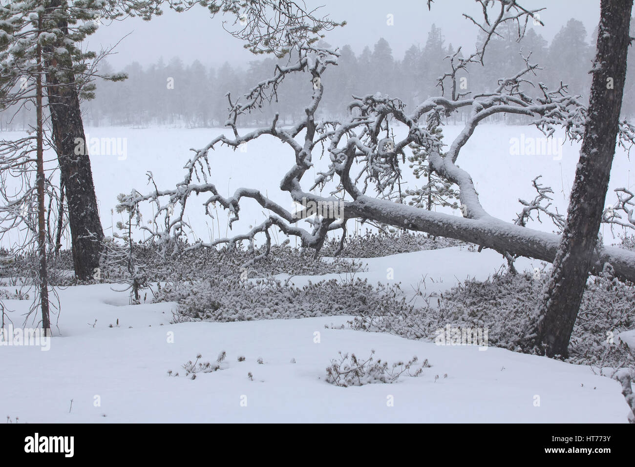 Thick snow falls in hi-res stock photography and images - Alamy