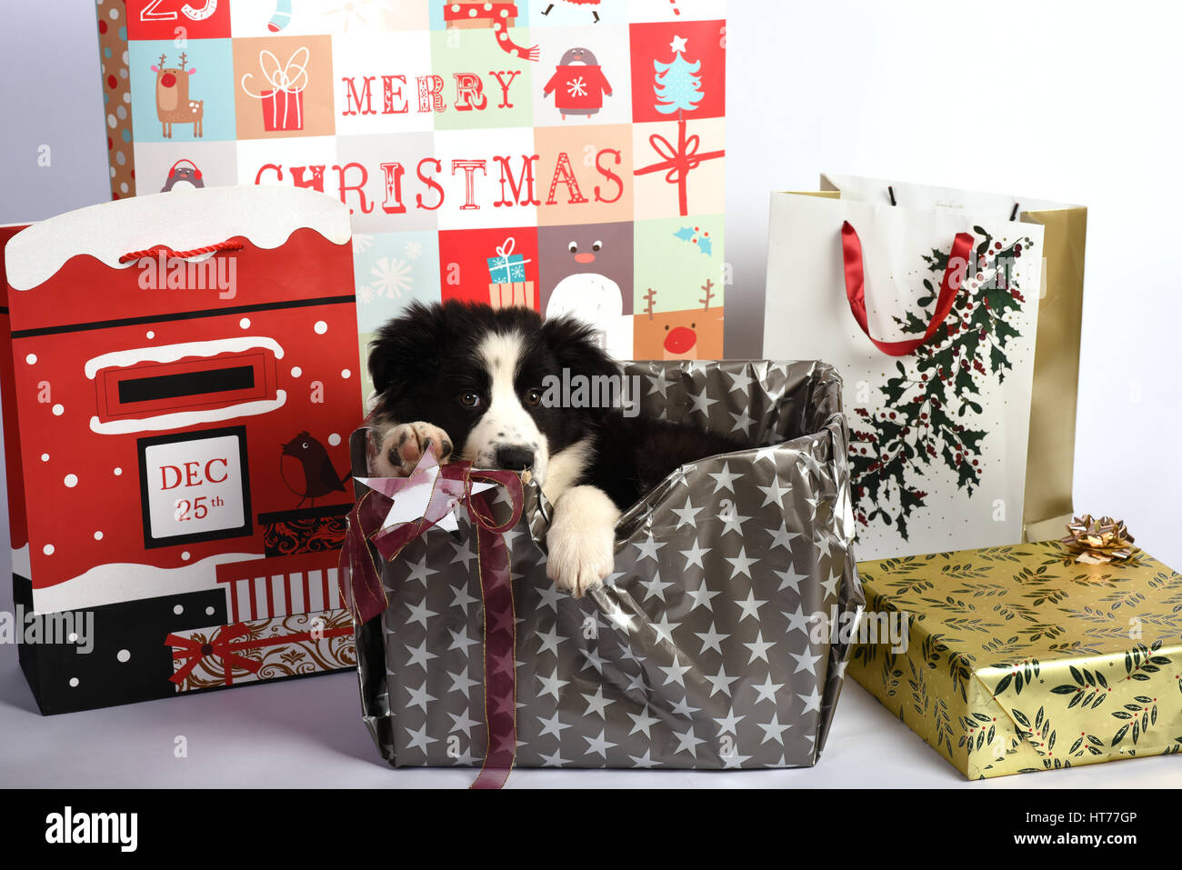 Cute border collie puppy in Christmas box Stock Photo - Alamy
