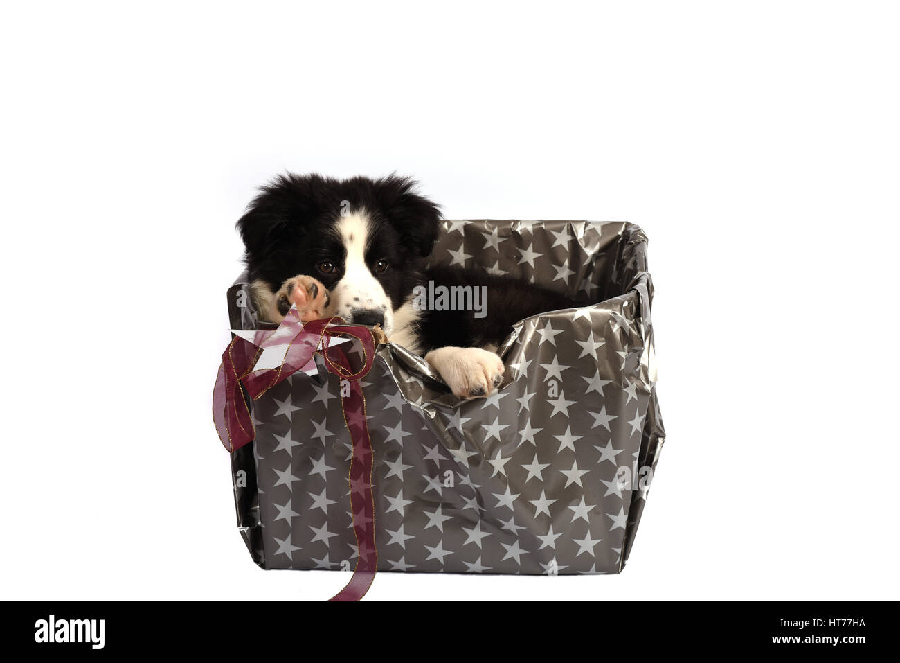 Border collie puppy box hi-res stock photography and images - Alamy