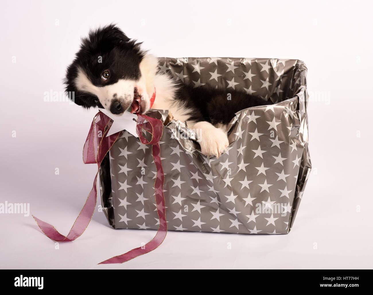 Cute border collie puppy in Christmas box Stock Photo - Alamy