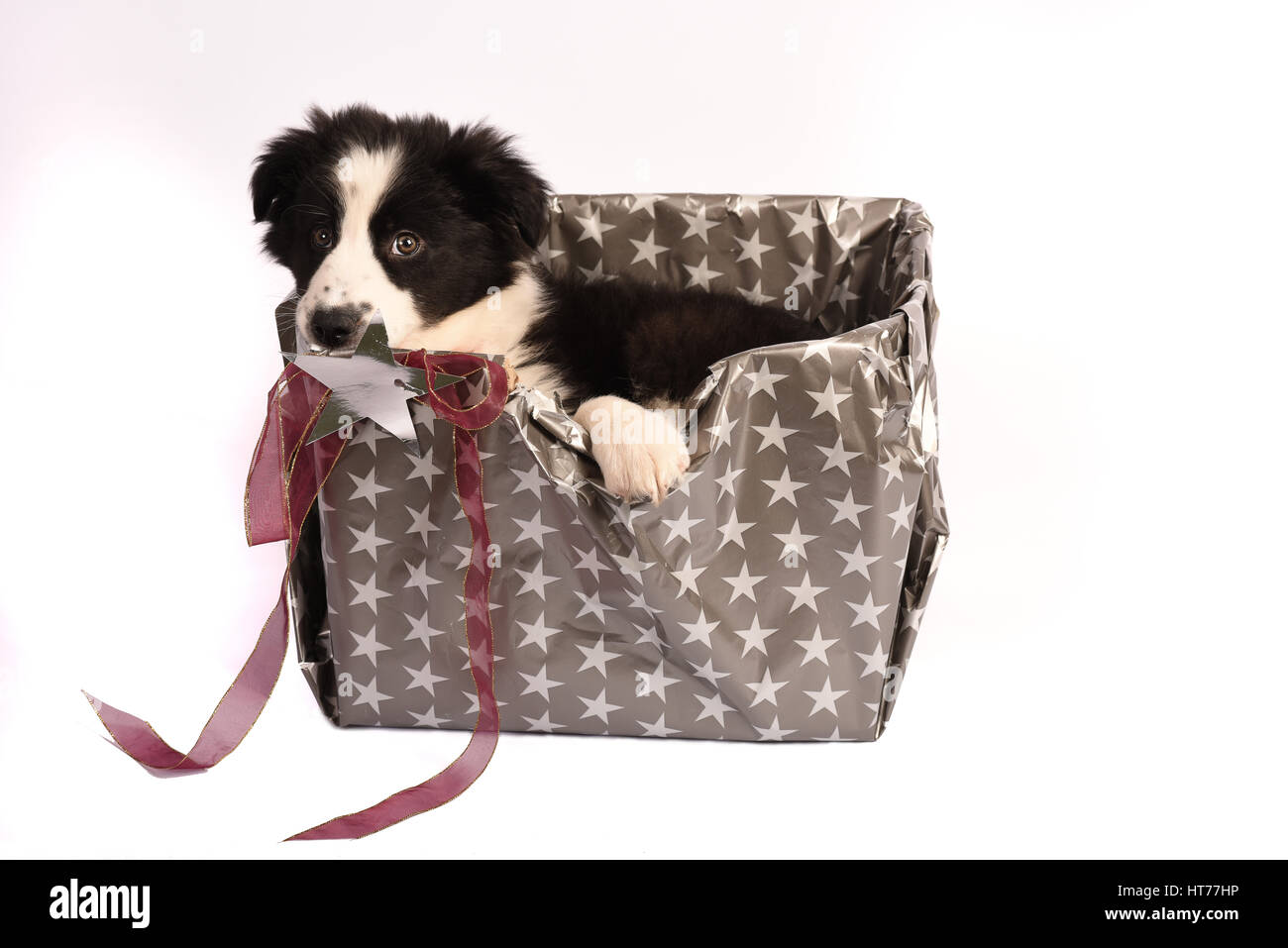 Border collie puppy box hi-res stock photography and images - Alamy