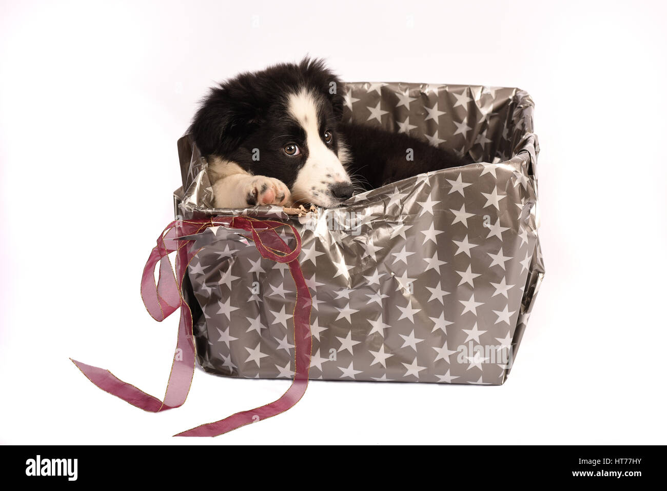 Cute border collie puppy in Christmas box Stock Photo - Alamy