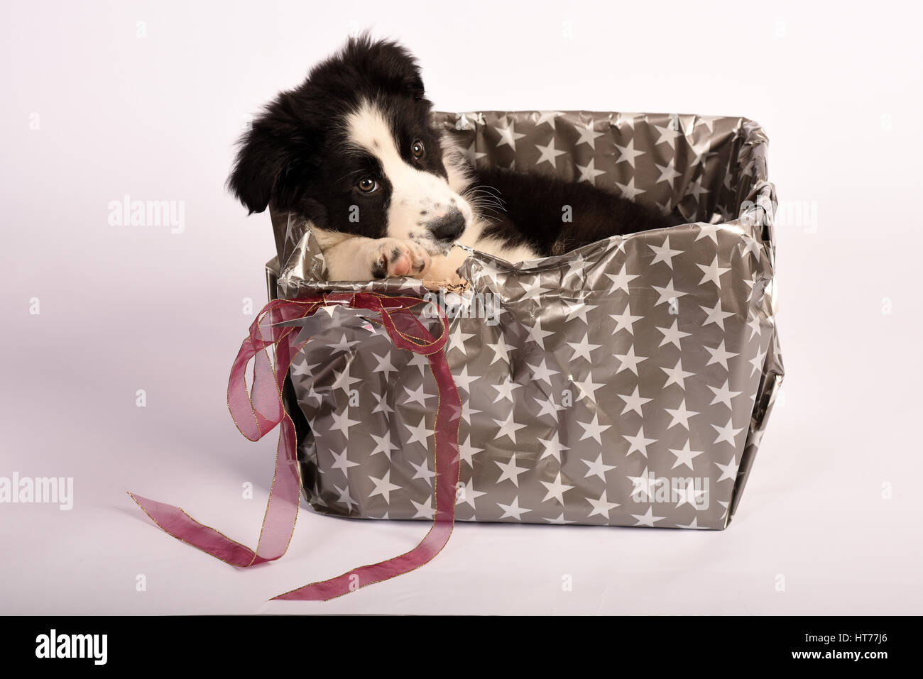Cute border collie puppy in Christmas box Stock Photo - Alamy