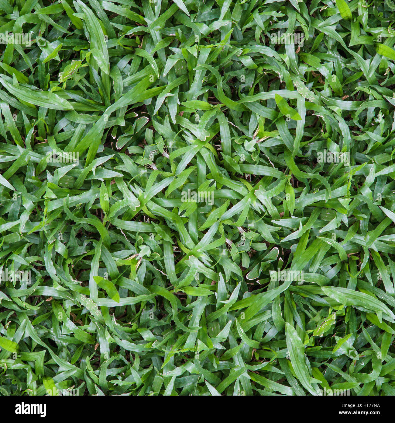 Grass texture seamless hi-res stock photography and images - Alamy