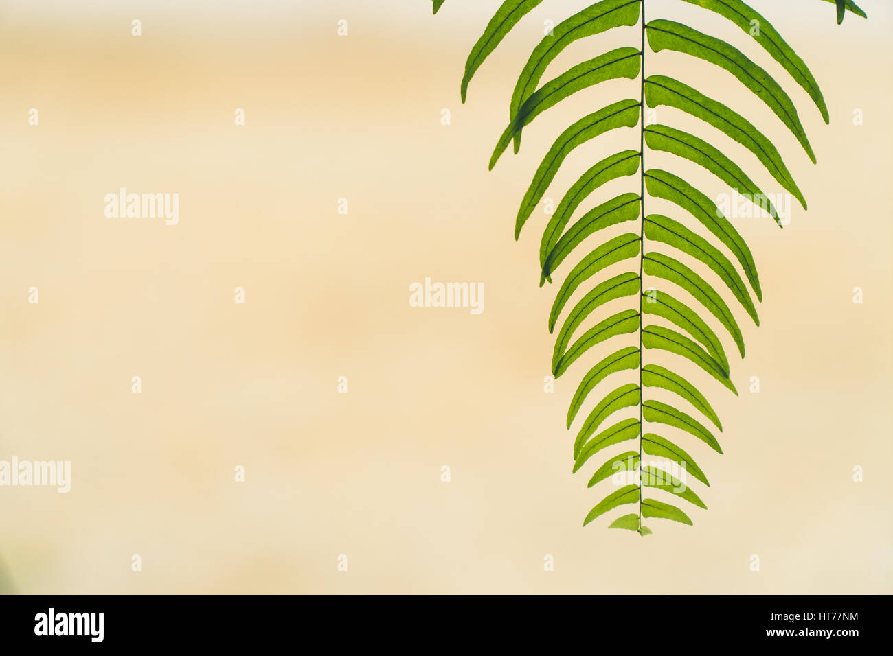 Green fern wallpaper background Stock Photo - Alamy
