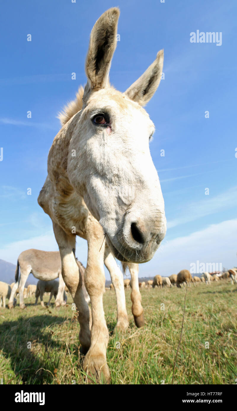donkey with long ears photographed with a fisheye lens in the middle of ...