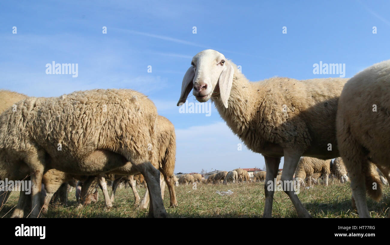 curious sheep with the soft wool fleece the flock to pasture Stock ...