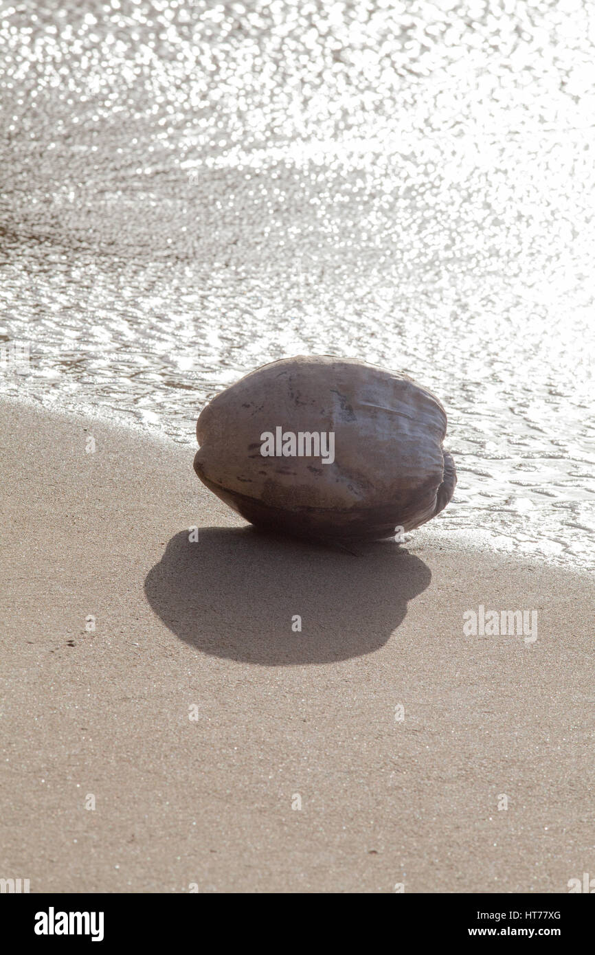 Coconut seed dispersal hi-res stock photography and images - Alamy