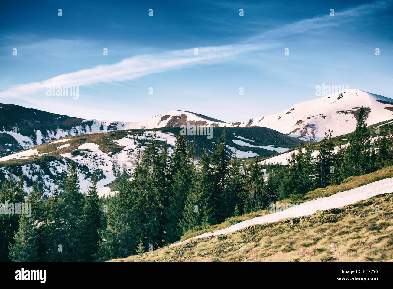 Spring mountain landscape with snow and fir forest. Dramatic clouds ...
