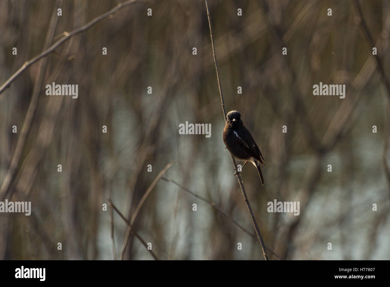 On one branches little hi-res stock photography and images - Alamy
