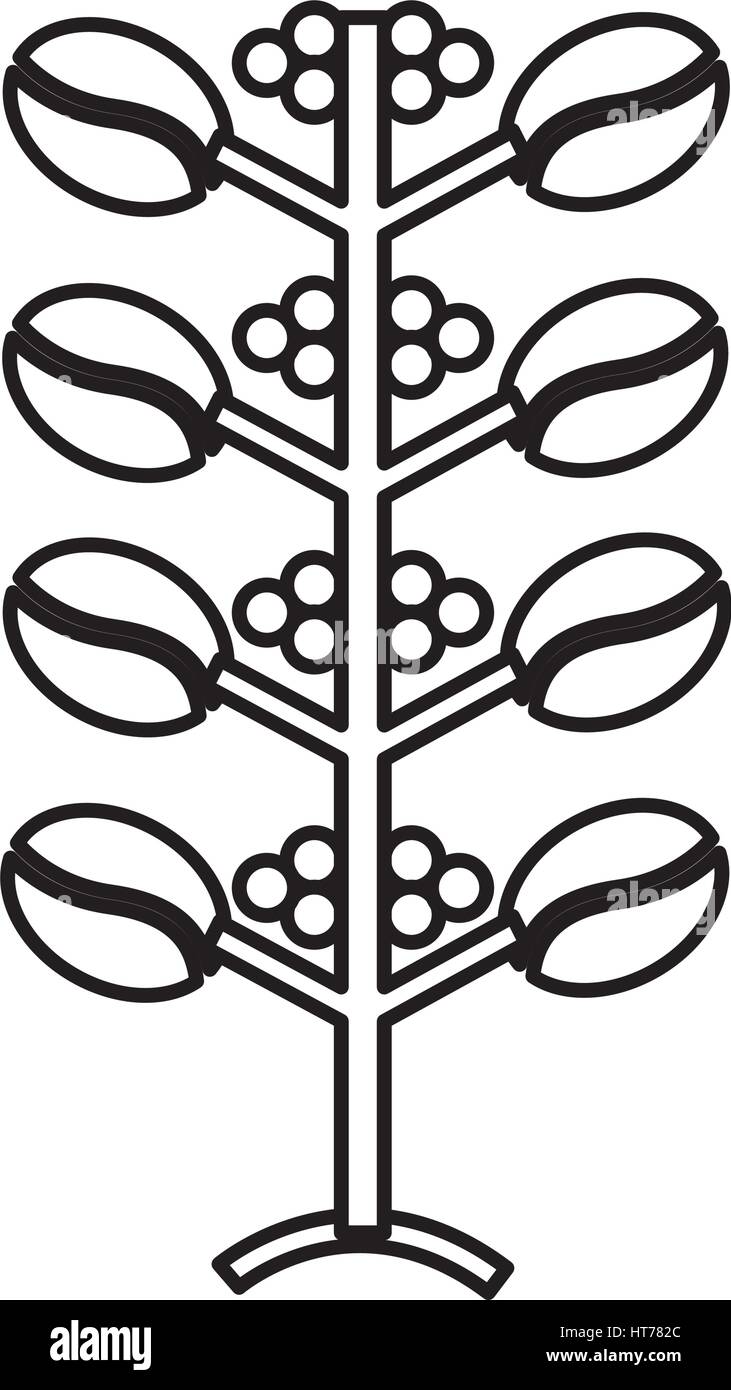 coffee plant isolated icon Stock Vector Image & Art - Alamy