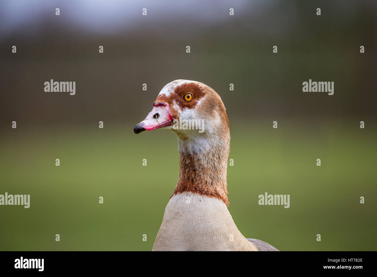 egyptian goose at bushy park on a nice sunny day Stock Photo - Alamy
