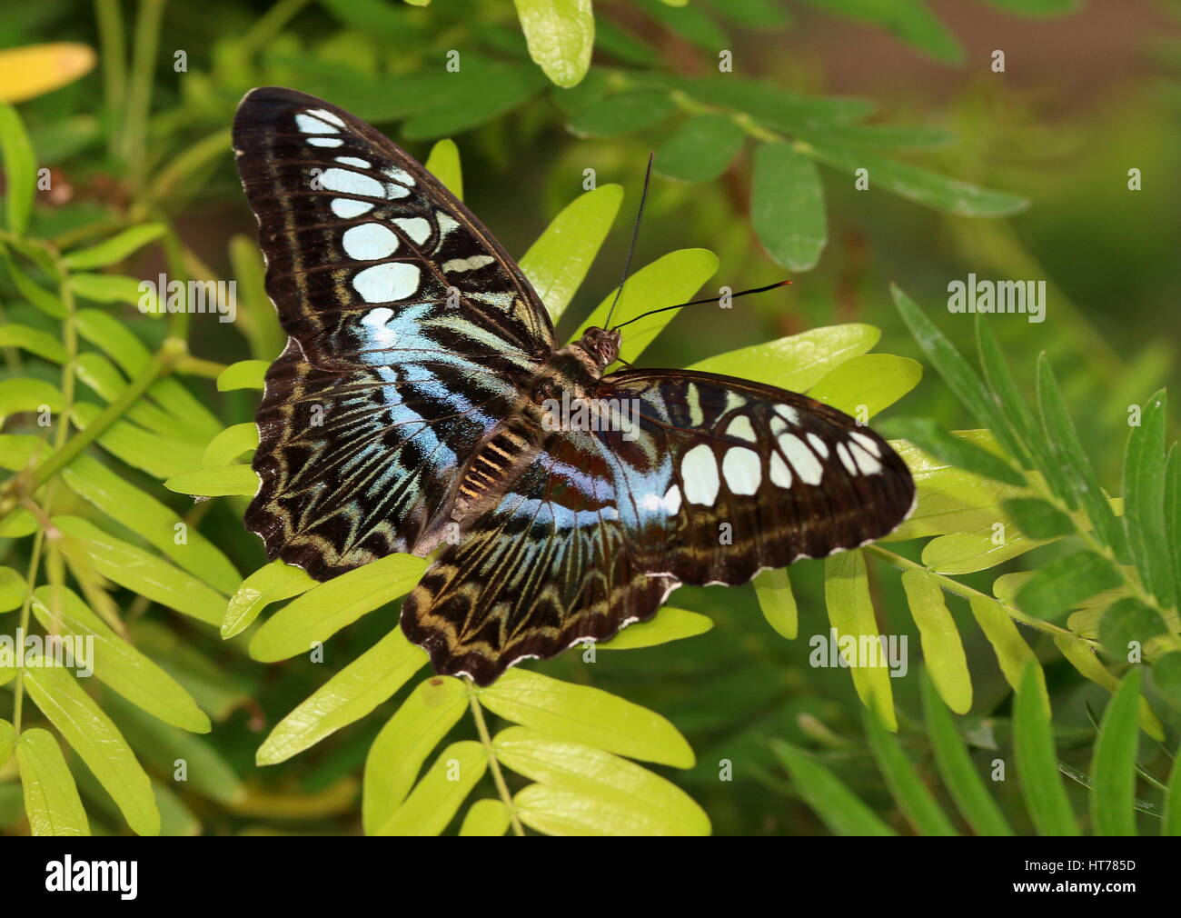 Southeast Asian Clipper Butterfly (Parthenos sylvia), blue variety ...