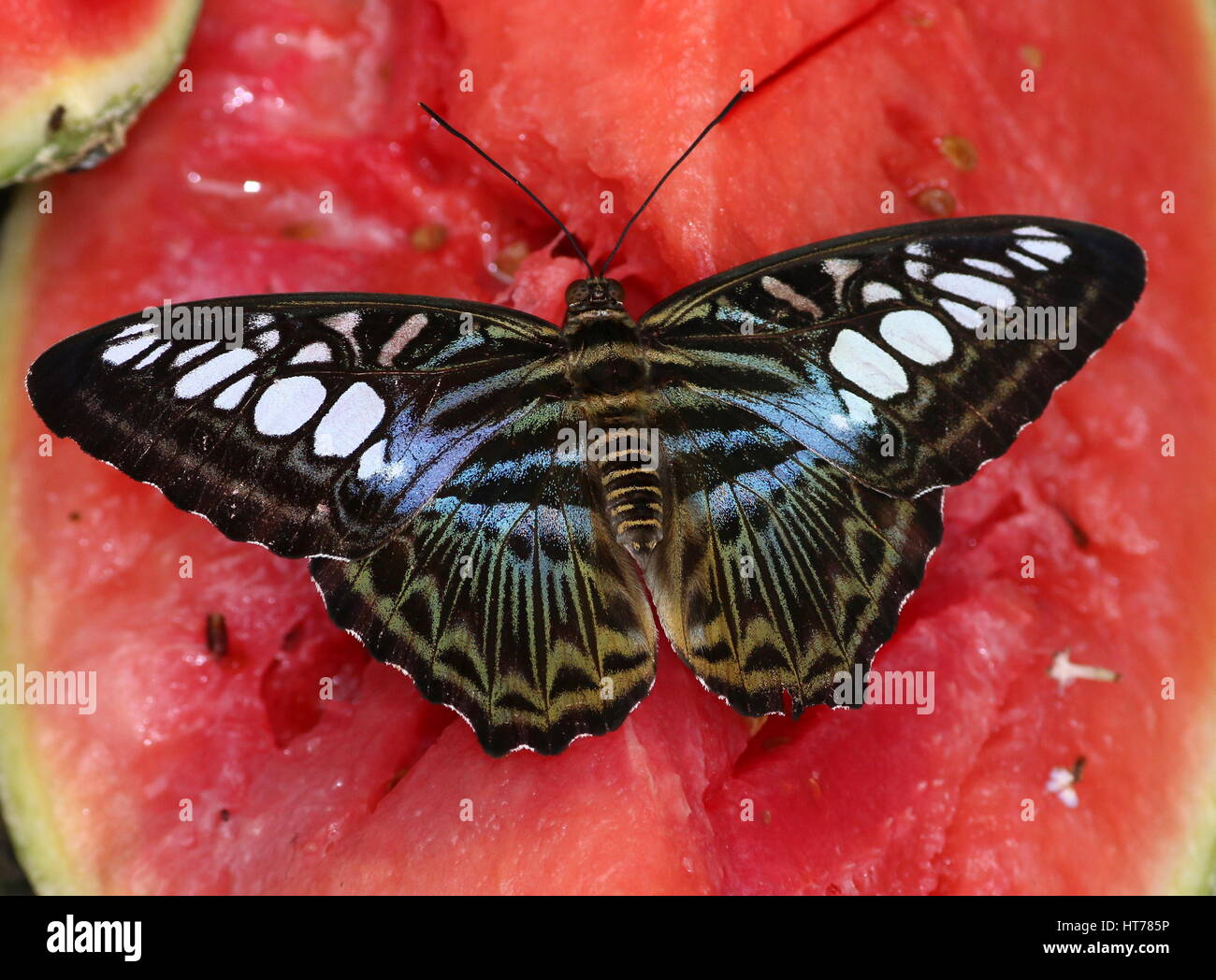 Southeast Asian Clipper Butterfly (Parthenos sylvia), blue variety ...