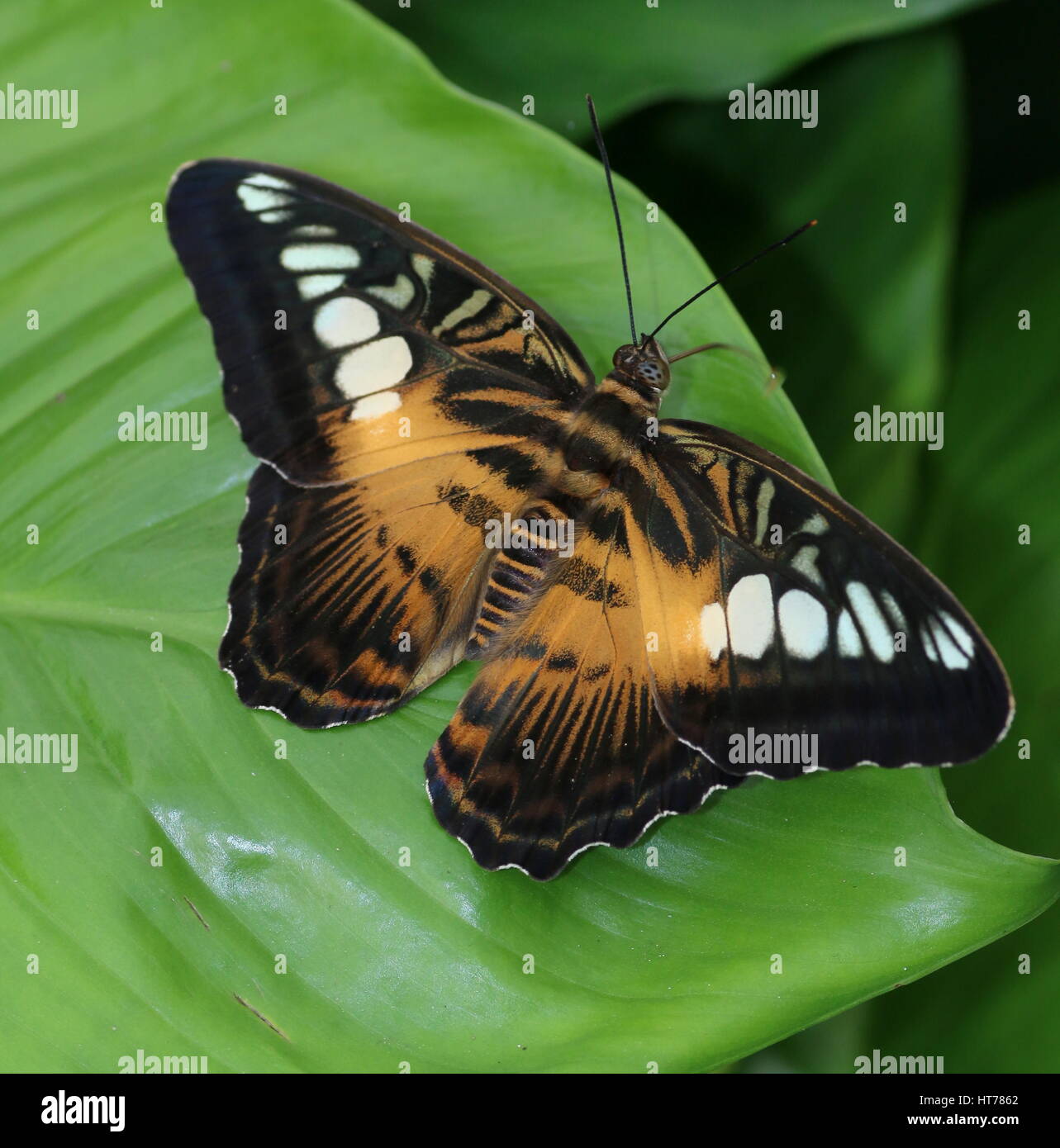 Southeast Asian Clipper Butterfly (Parthenos sylvia), brown variety ...