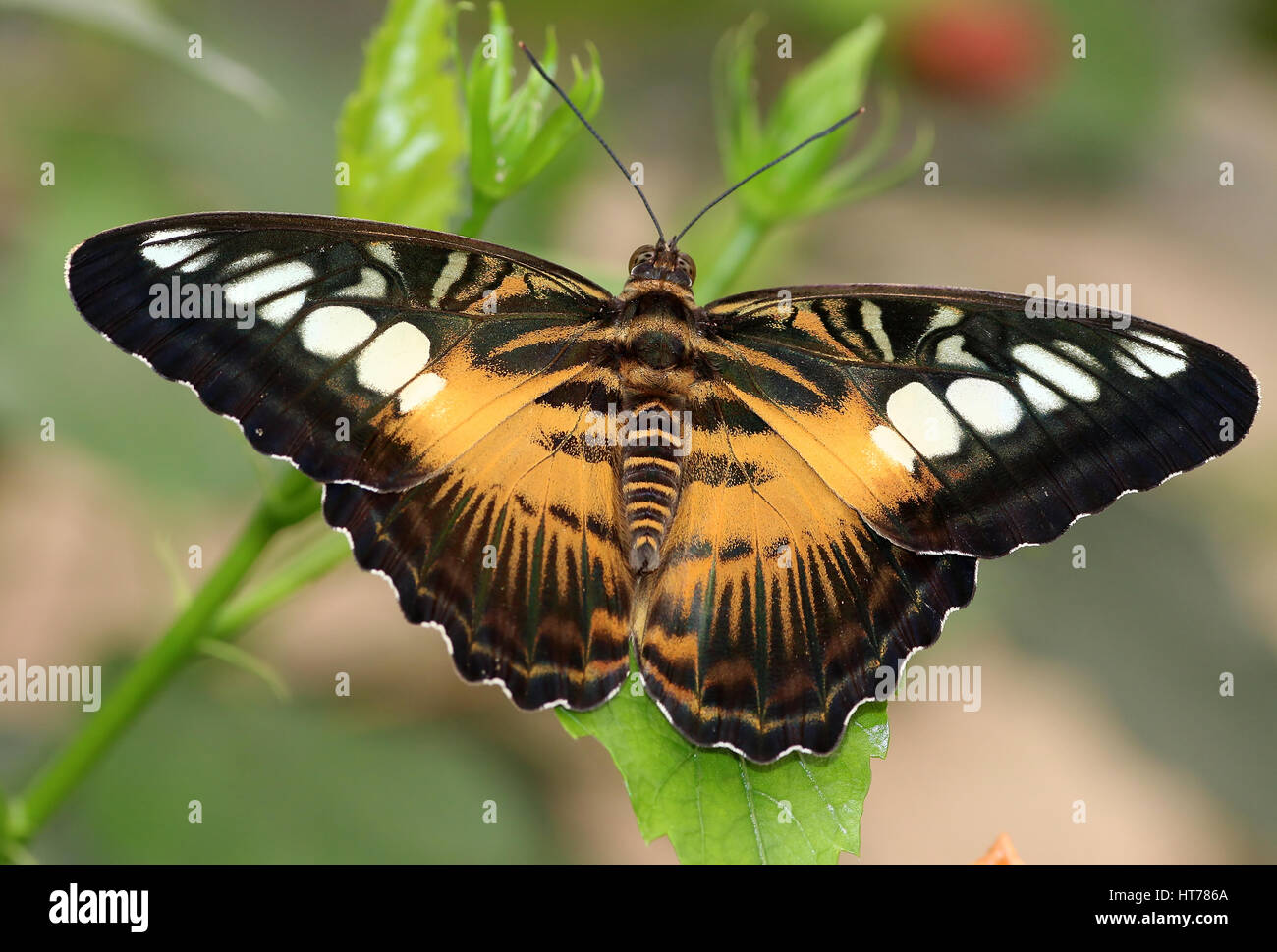 Southeast Asian Clipper Butterfly (Parthenos sylvia), brown variety ...