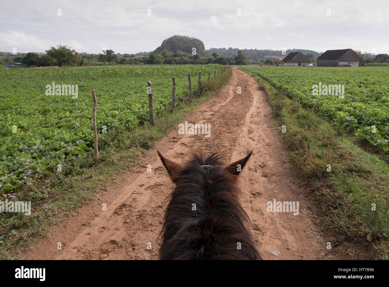 Horse riding in Vinales, Cuba Stock Photo - Alamy