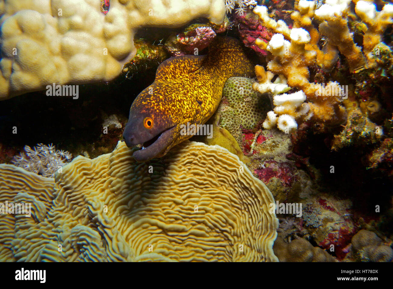 Yellow moray, underwater photograph, Red Sea, Egypt Stock Photo - Alamy