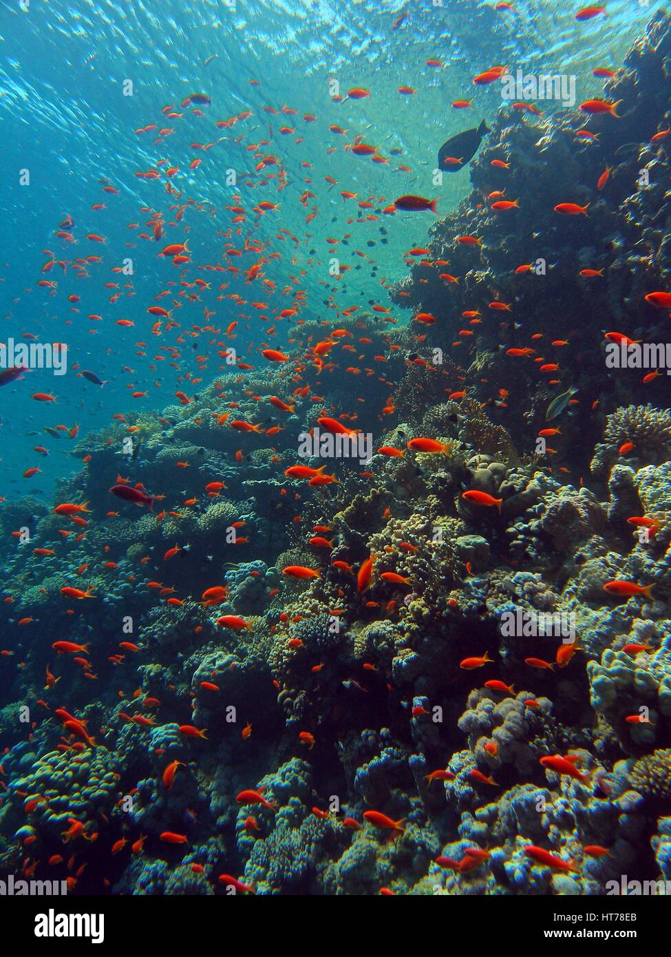 Coral Reef / underwater photograph, Gordon Reef, Tiran Island, Egypt ...