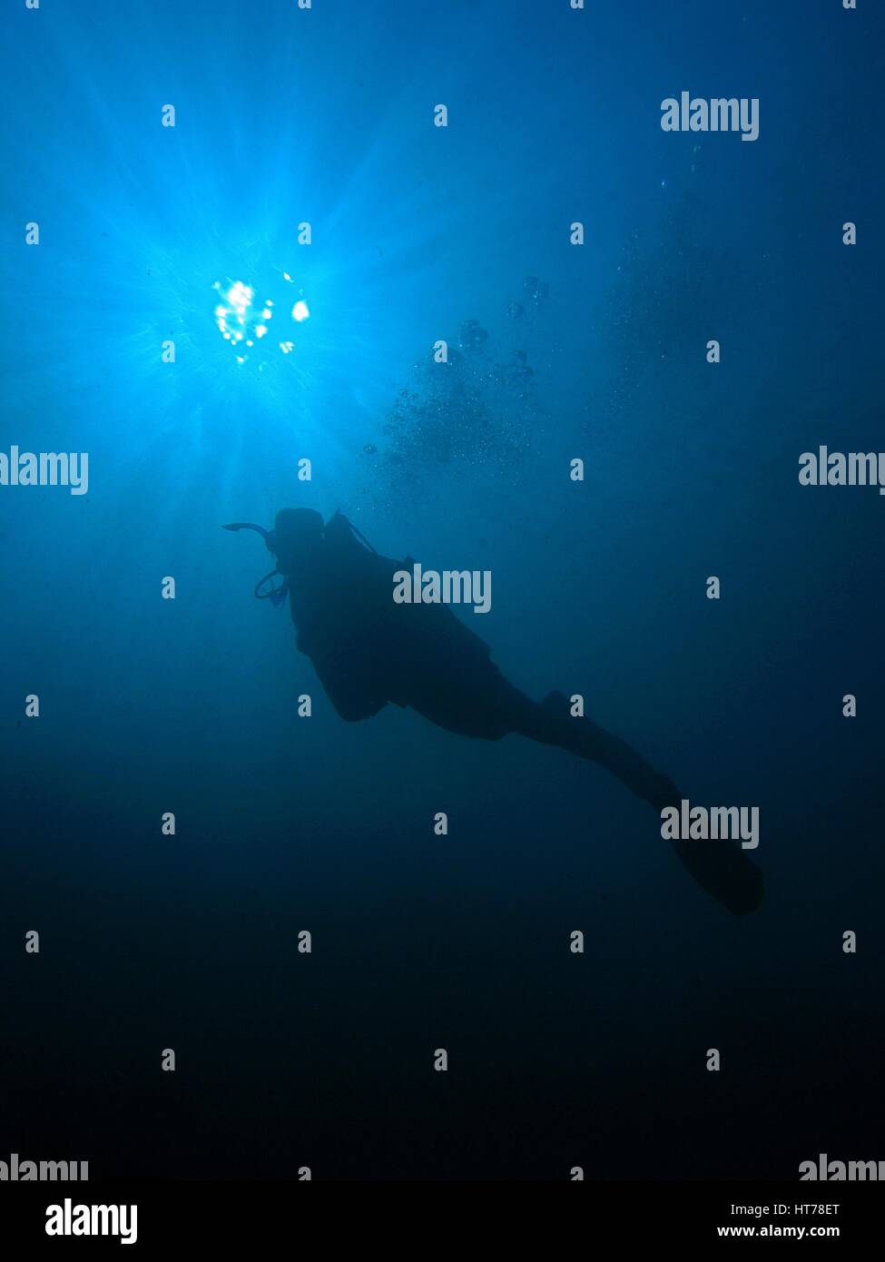 Diver in blue vertical / underwater shot, Red Sea Stock Photo - Alamy