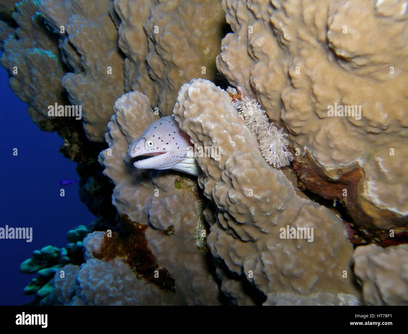 Geometric moray / underwater photograph, dive site - Jackfish Alley ...