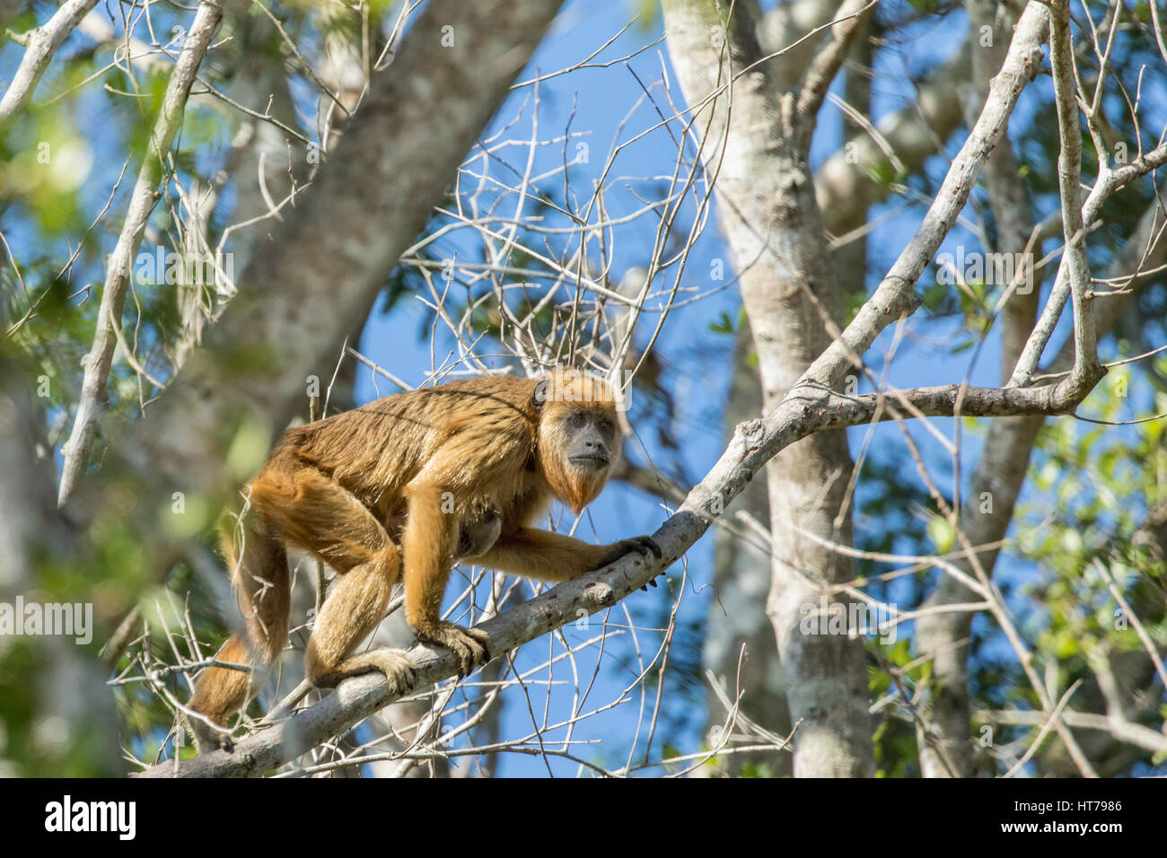 Female and baby Black Howler Monkey (Alouatta caraya) in the Mato ...