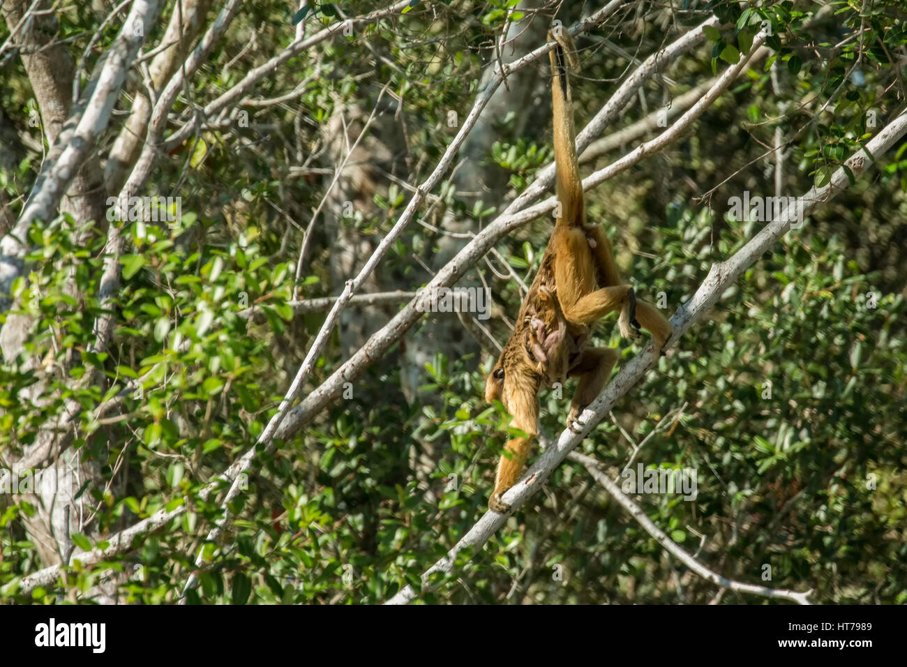 Female Black Howler Monkey and baby (Alouatta caraya) in the Mato ...