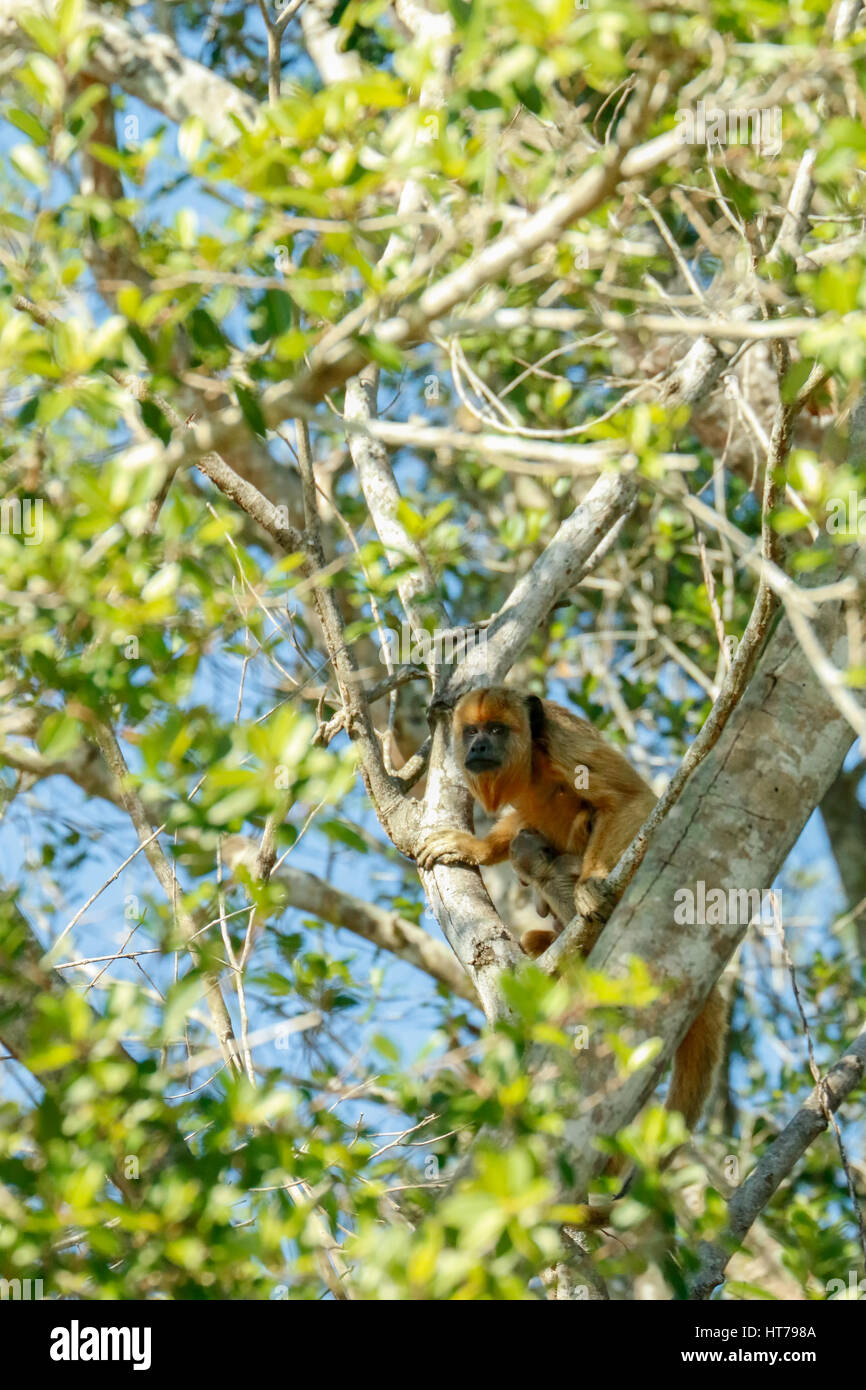 Female Black Howler Monkey and baby (Alouatta caraya) in the Mato ...
