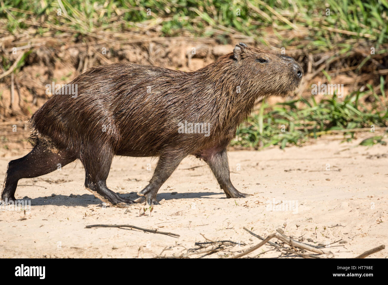Capybara on beach hi-res stock photography and images - Alamy