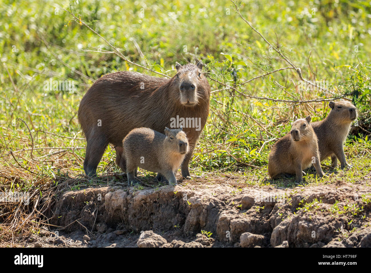 Pantanal capybara brazil hi-res stock photography and images - Alamy