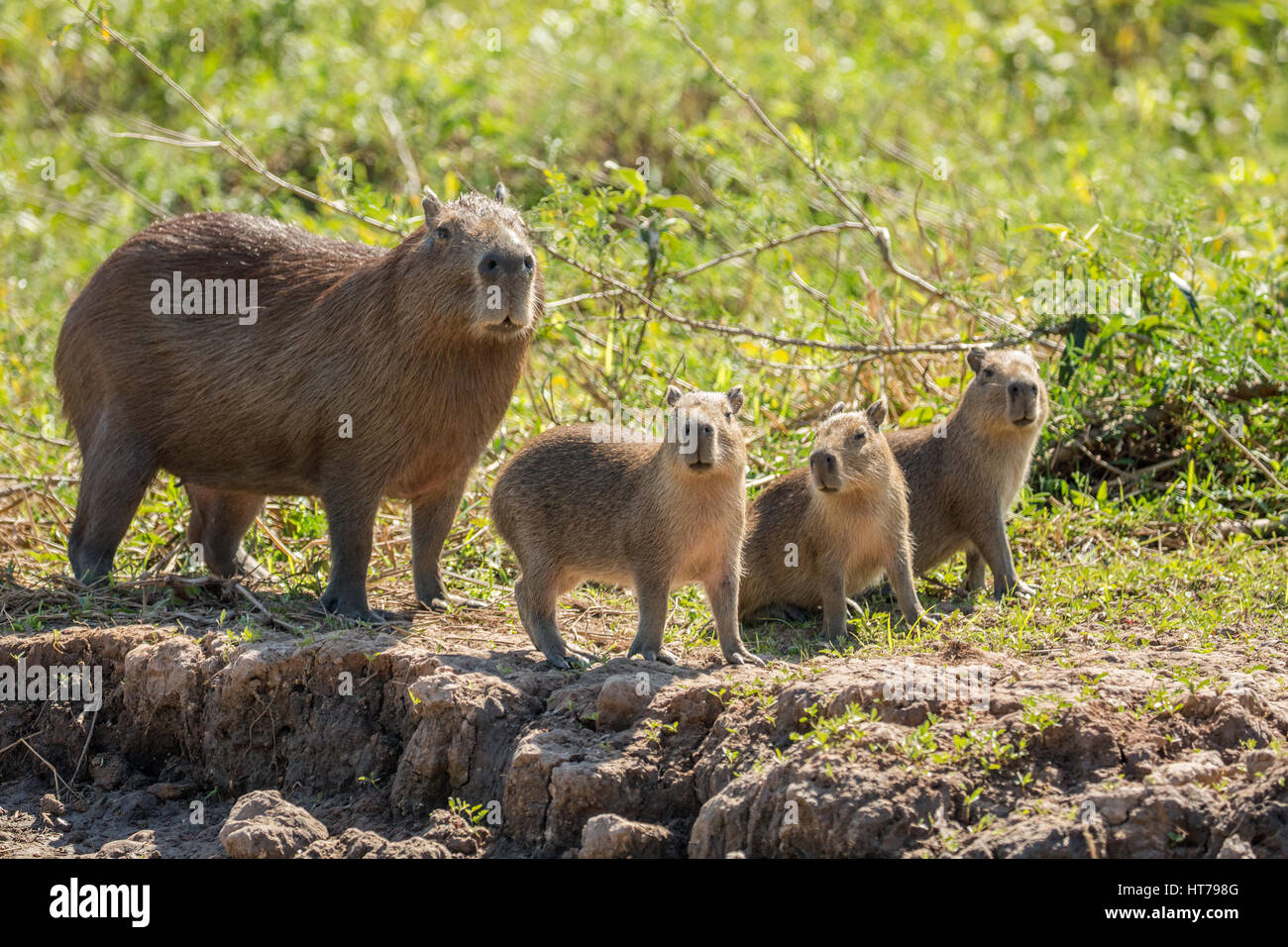 Portrait of a mother Capybara and her young on the riverbank in the ...