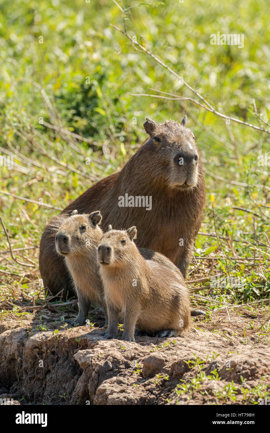 Capybara hi-res stock photography and images - Alamy