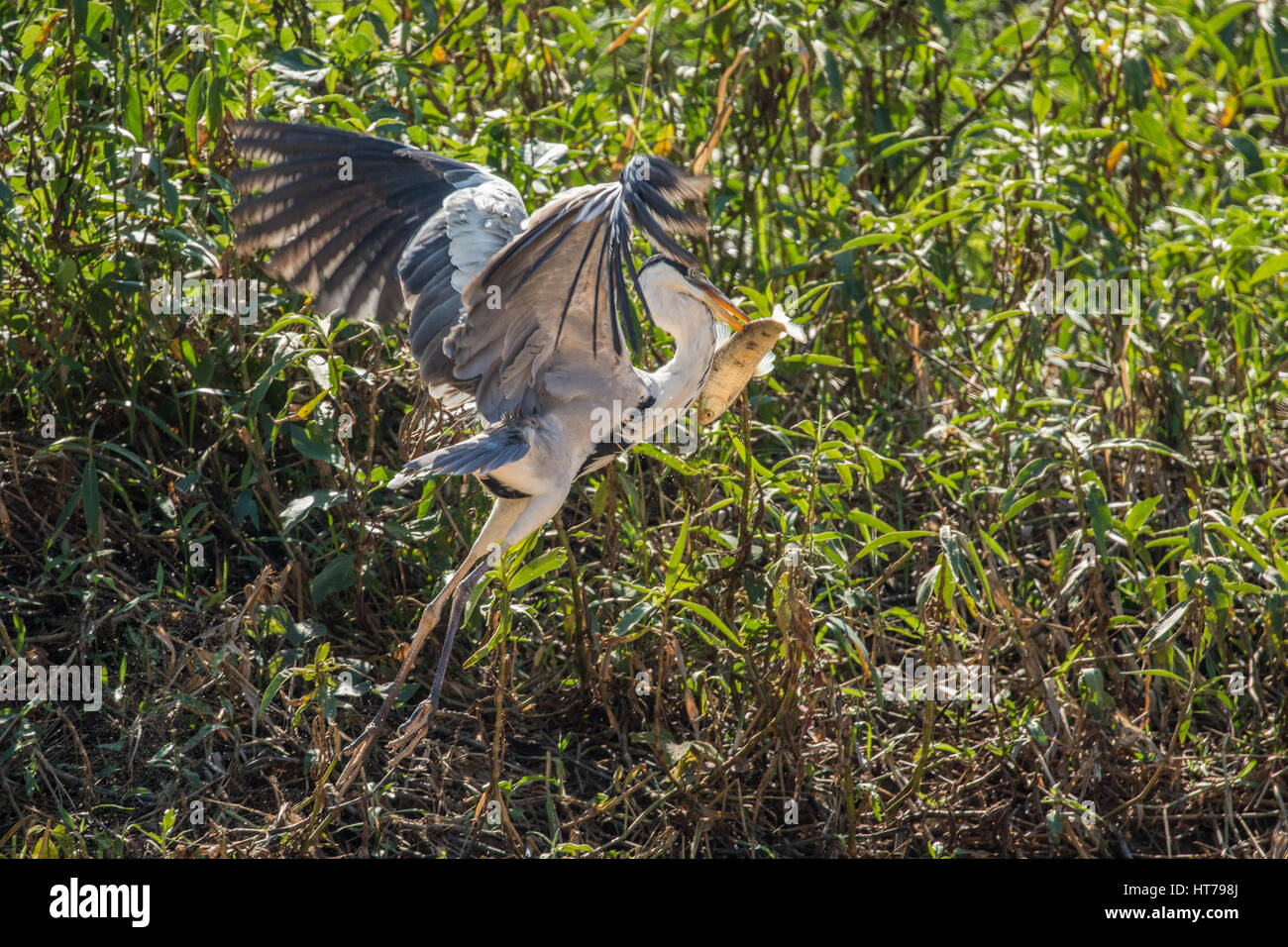 Fish stabbed hi-res stock photography and images - Alamy