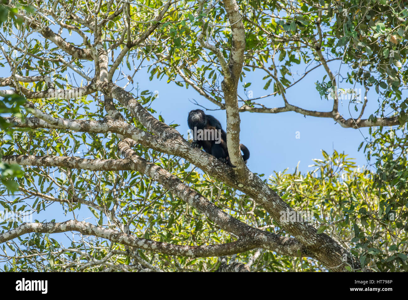 Male Black Howler Monkey sitting in a tree in the Pantanal region of ...