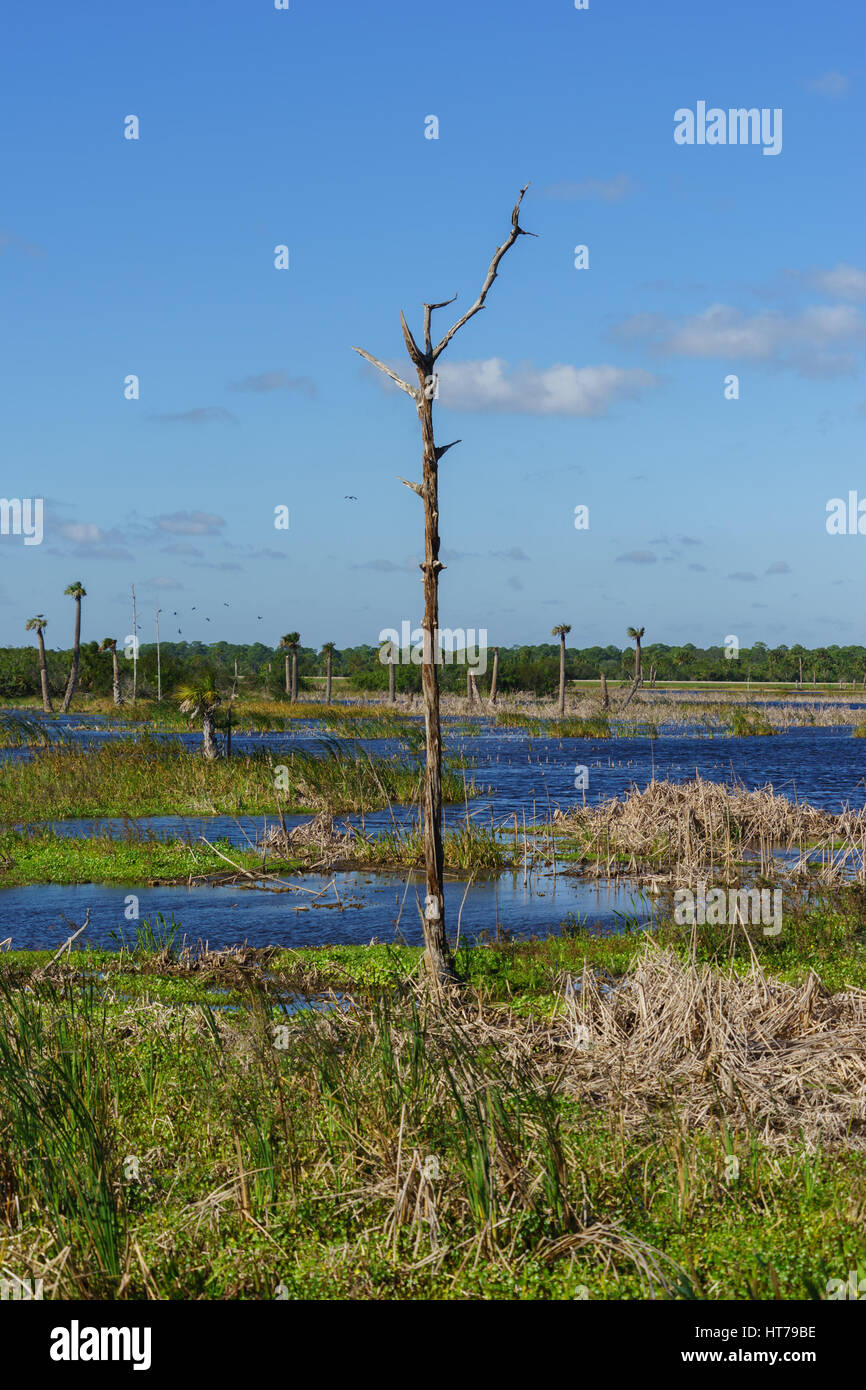 Viera florida hi-res stock photography and images - Alamy