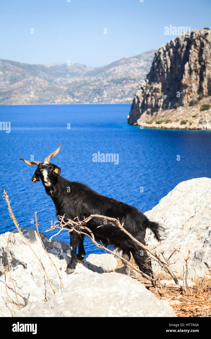 Mountain goat turkey hi-res stock photography and images - Alamy
