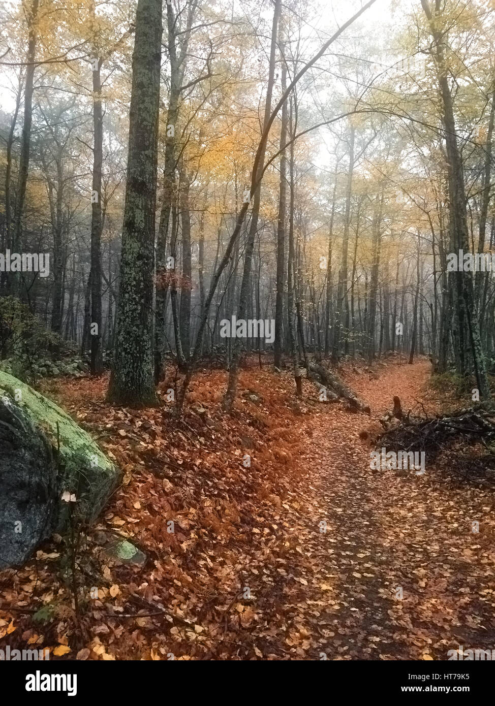 Misty autumn woods hi-res stock photography and images - Alamy