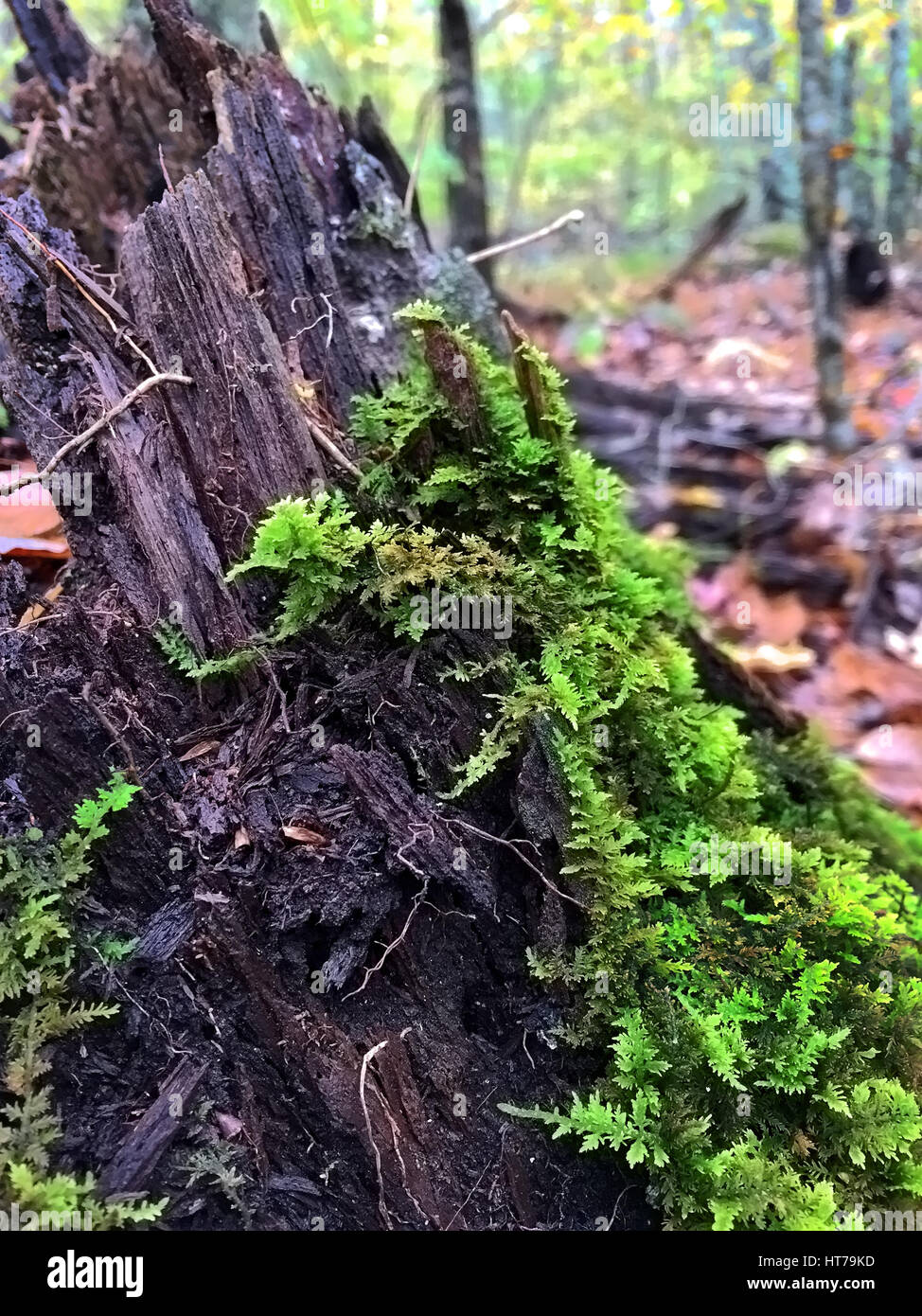 Closeup of moss on a wet tree stump Stock Photo - Alamy